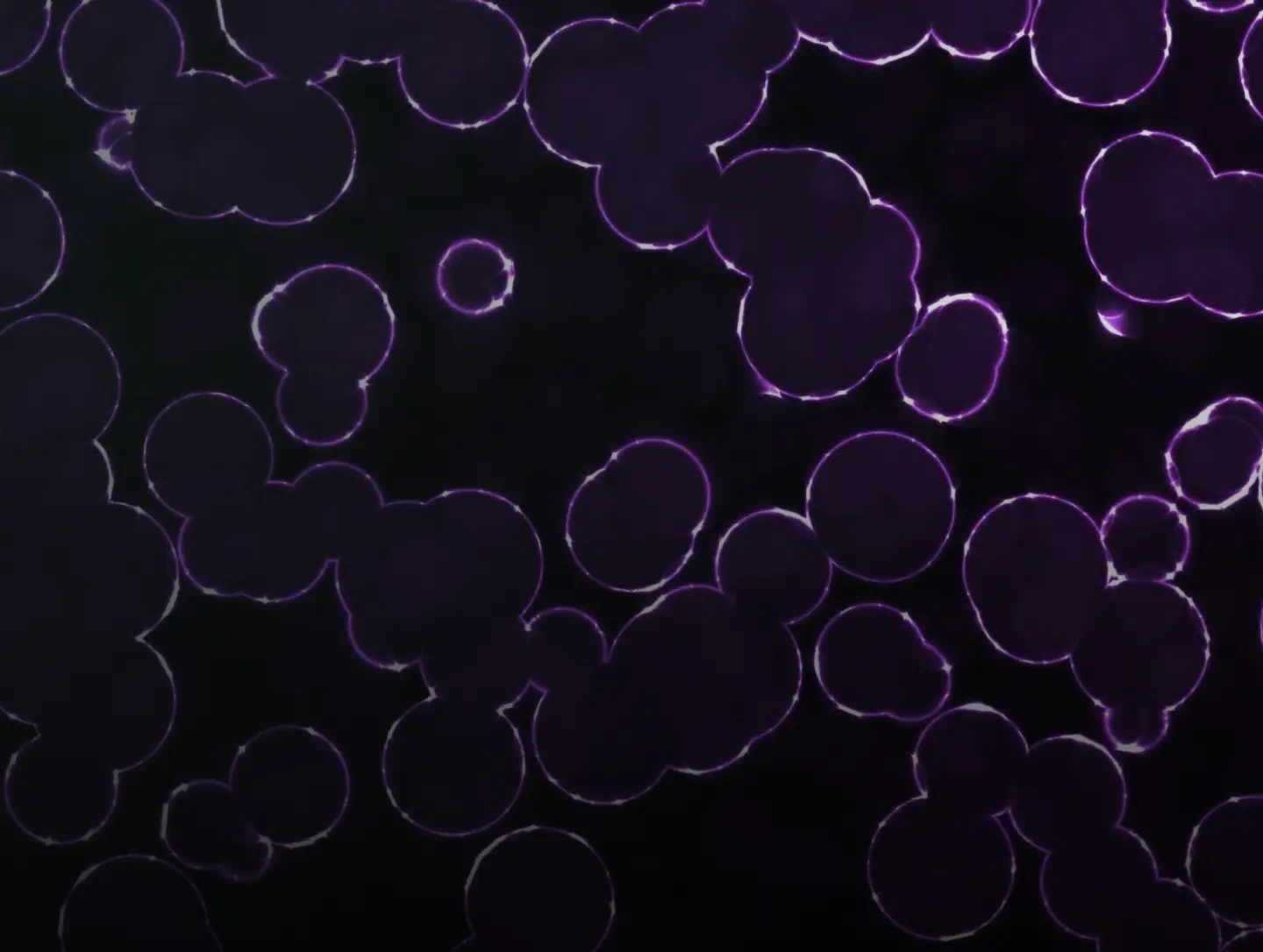 Technology | Xenesis