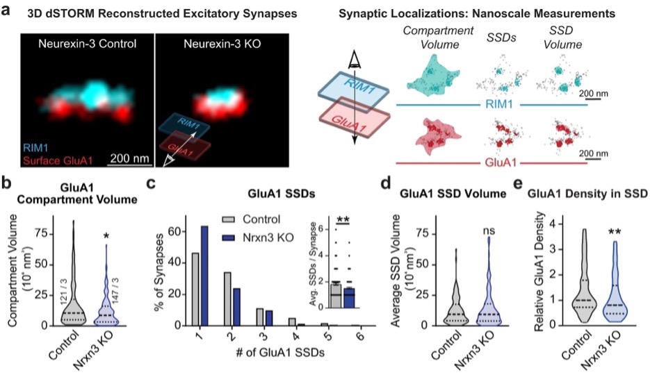 DHO-enabled 3D dSTORM unlocks insights into nanoscale structure of the ...