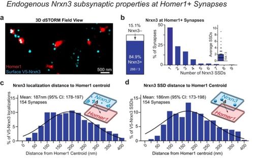 DHO-enabled 3D dSTORM unlocks insights into nanoscale structure of the ...