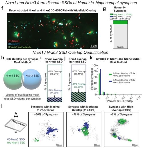 DHO-enabled 3D dSTORM unlocks insights into nanoscale structure of the ...