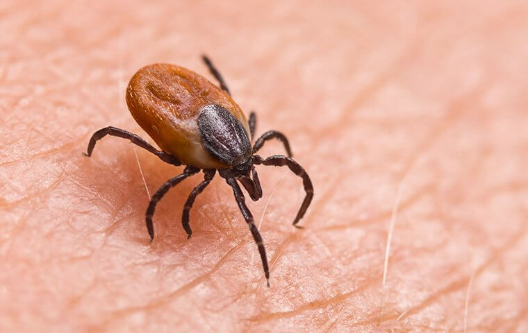 Ticks Identification Tips and Fact Sheet
