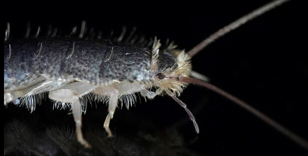 Why Are These Silver Bugs In My Charlotte Bathroom? | ARUZA