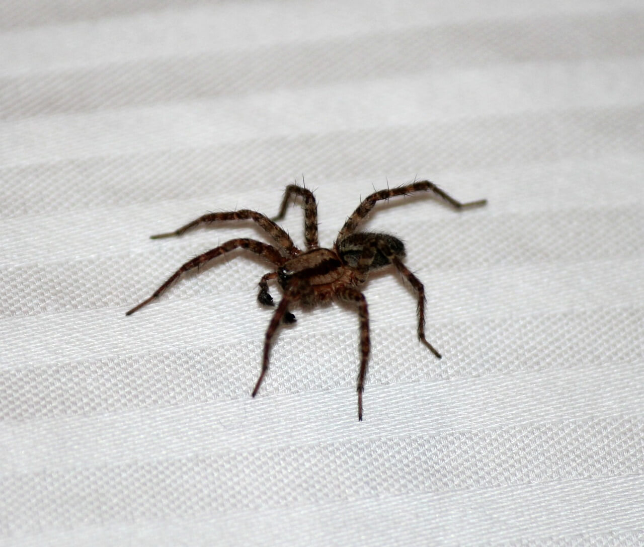 What Every Charlotte Homeowner Ought To Know About Spiders During The ...