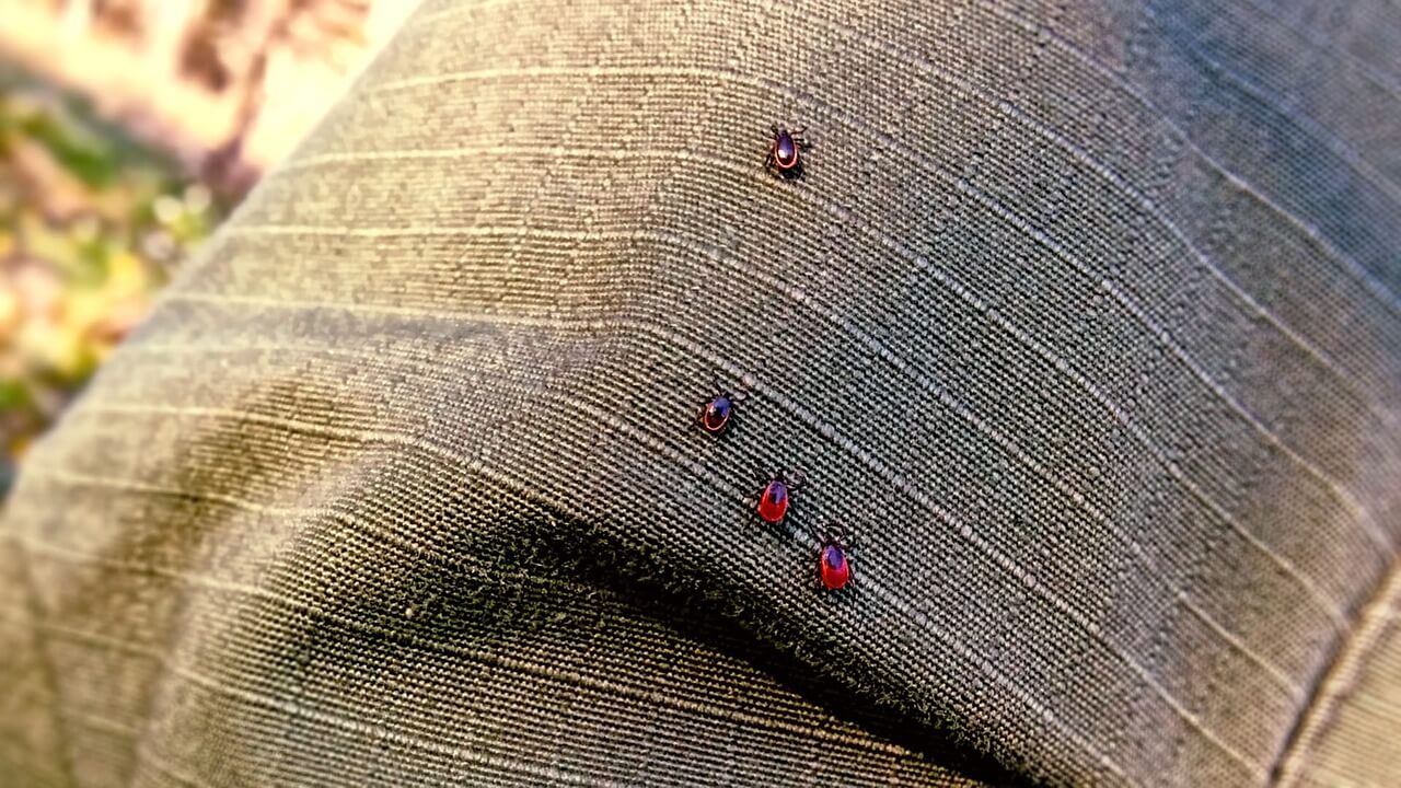 The Key To Keeping Clover Mites Out Of Your Charlotte Home | ARUZA