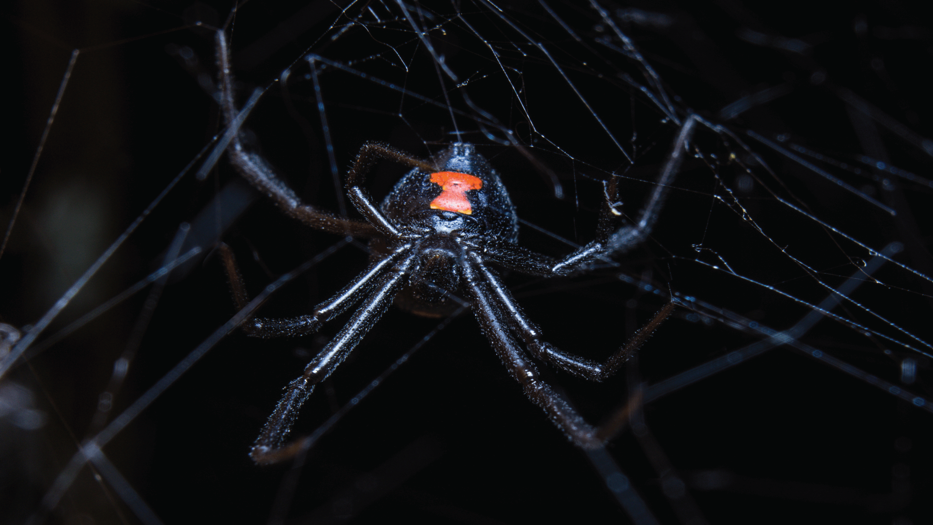 Safe and Effective Pest Control for Spiders