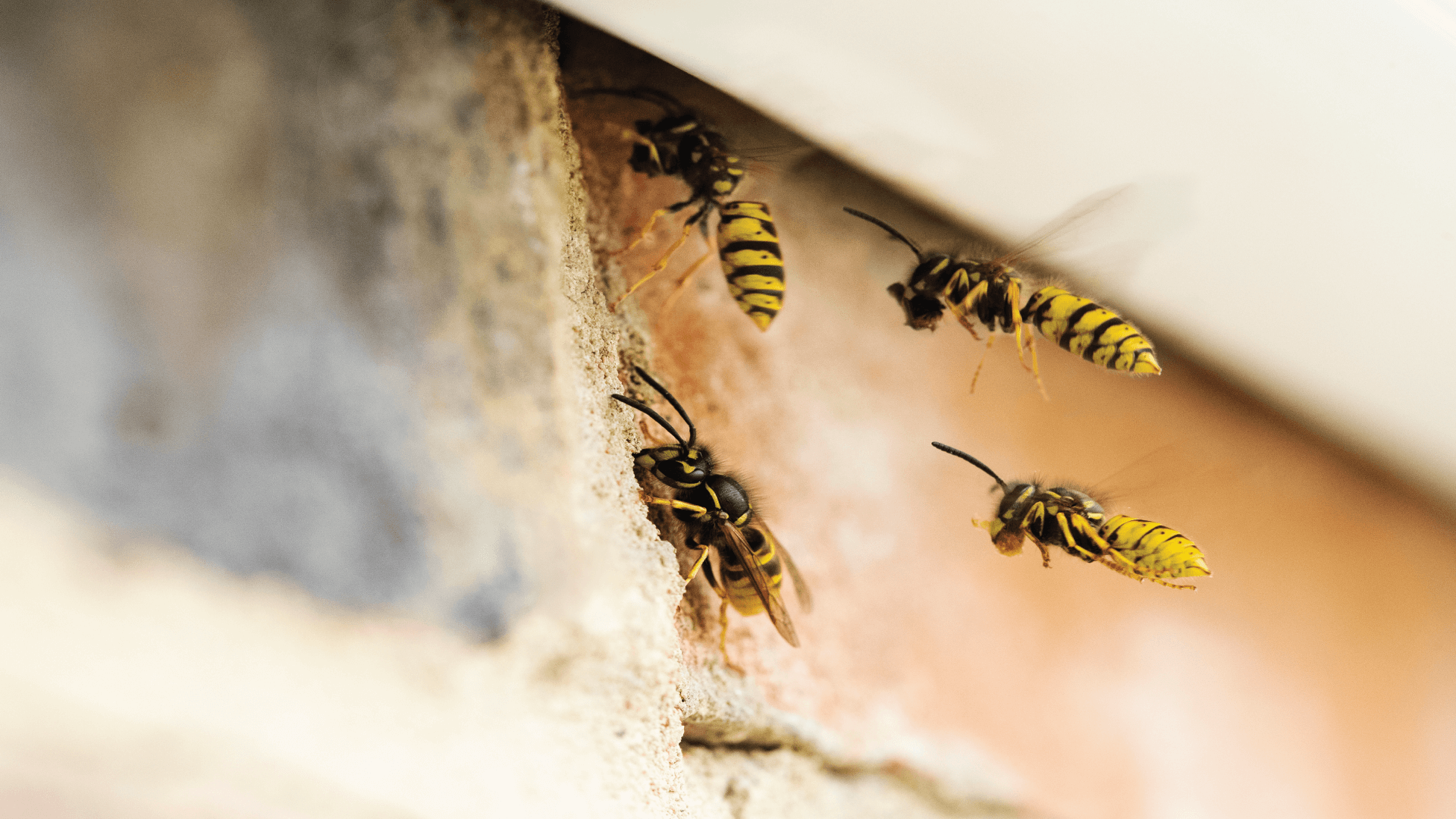 Safe and Effective Pest Control for Wasps