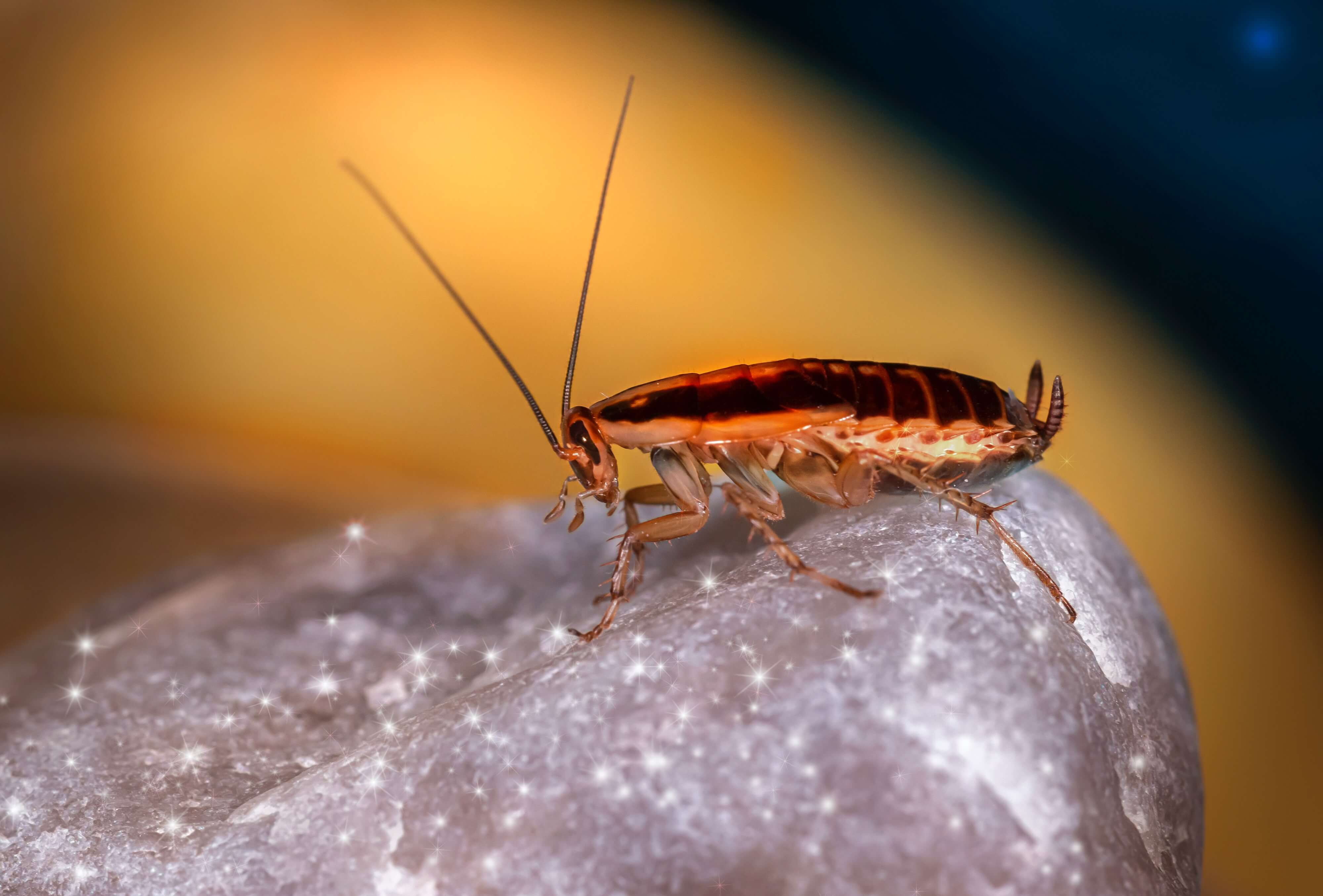 German Cockroaches Identification Tips and Fact Sheet