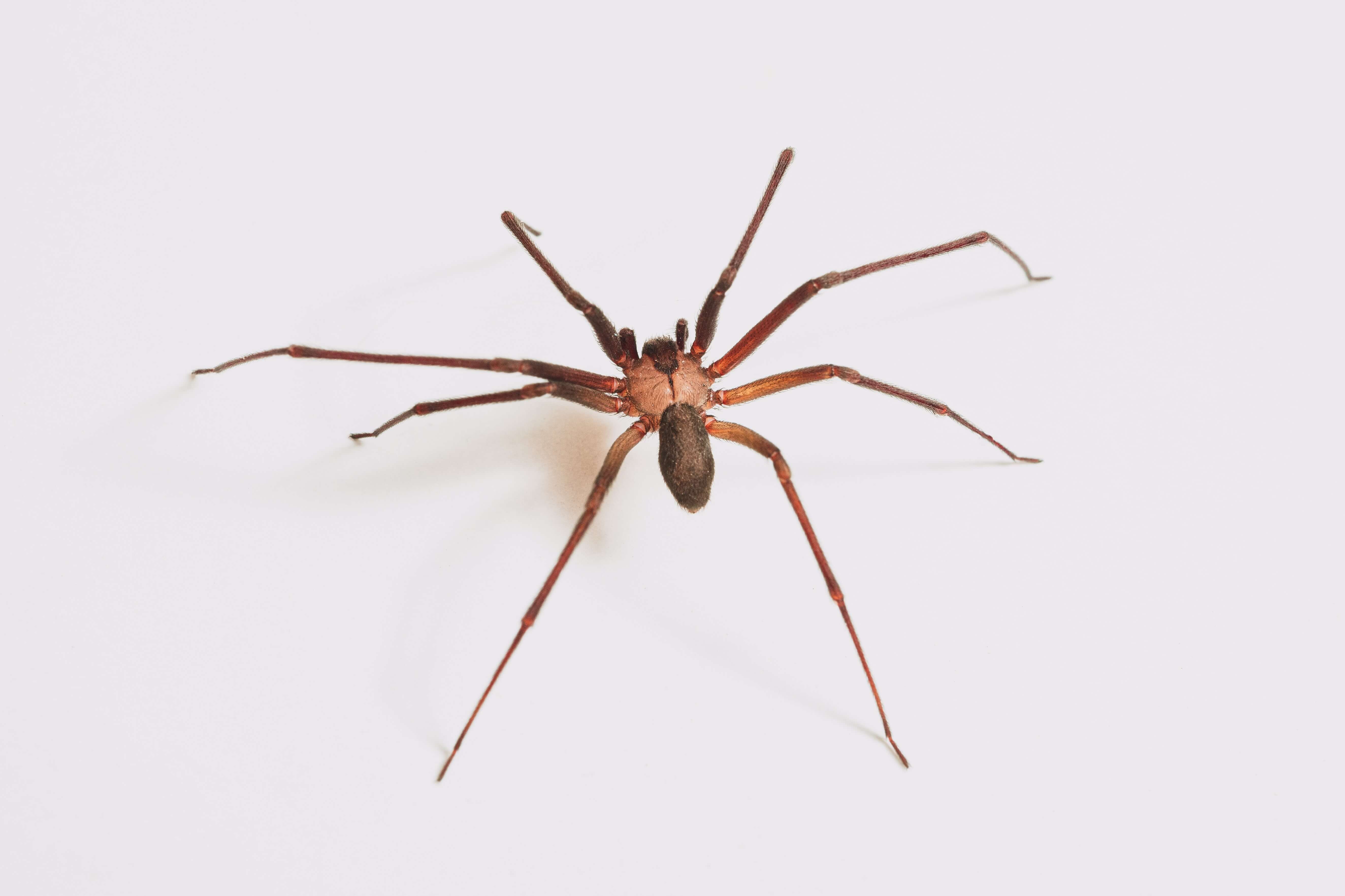 Brown Recluse Spider Identification Tips and Fact Sheet