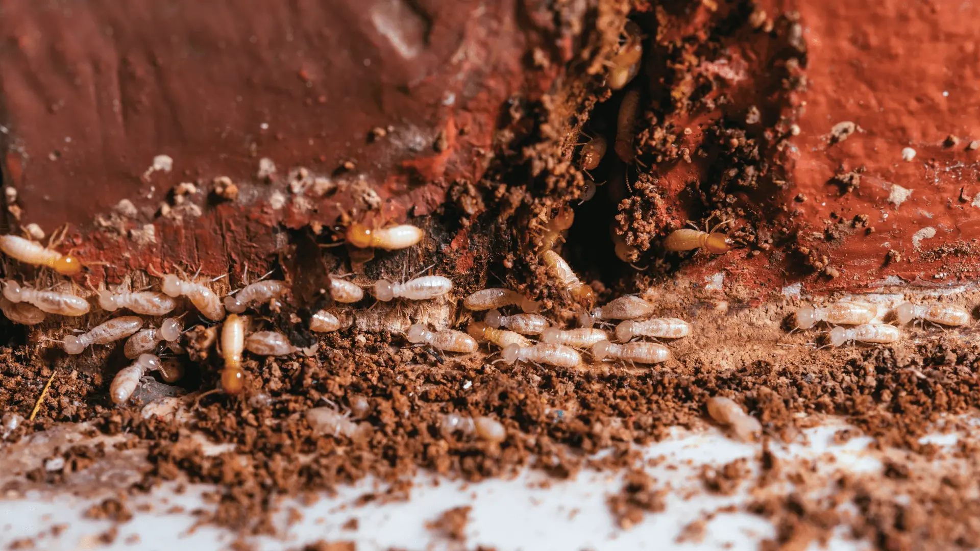 Safe and Effective Pest Control for Termites