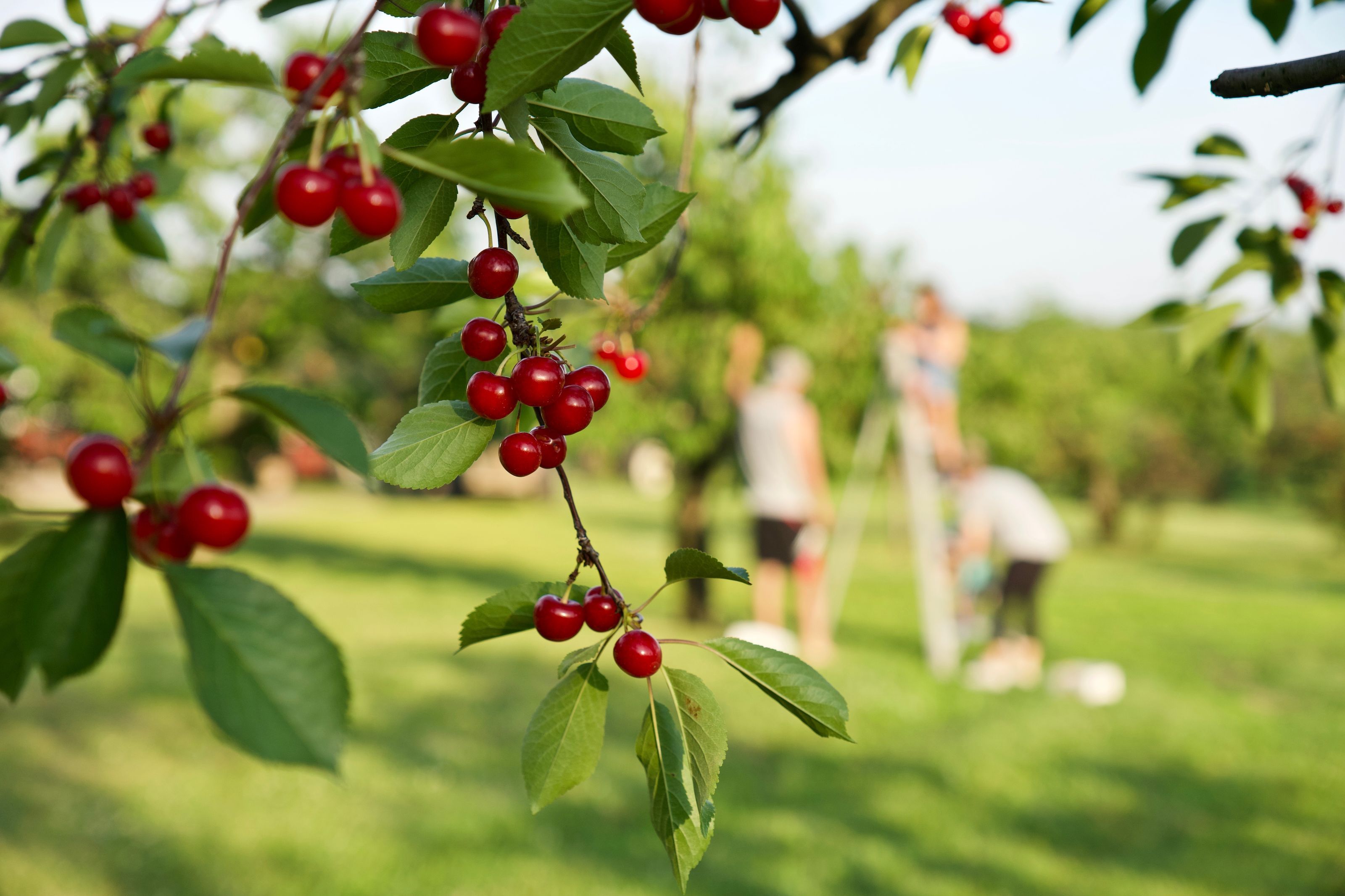 Products | Fruit Valley Orchard