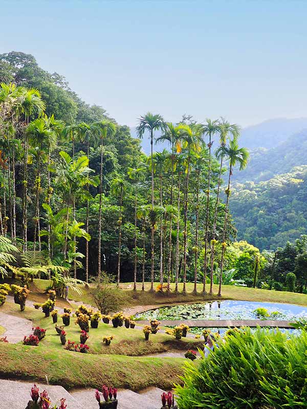 Martinique | Dream of Sun | Air Canada Vacations