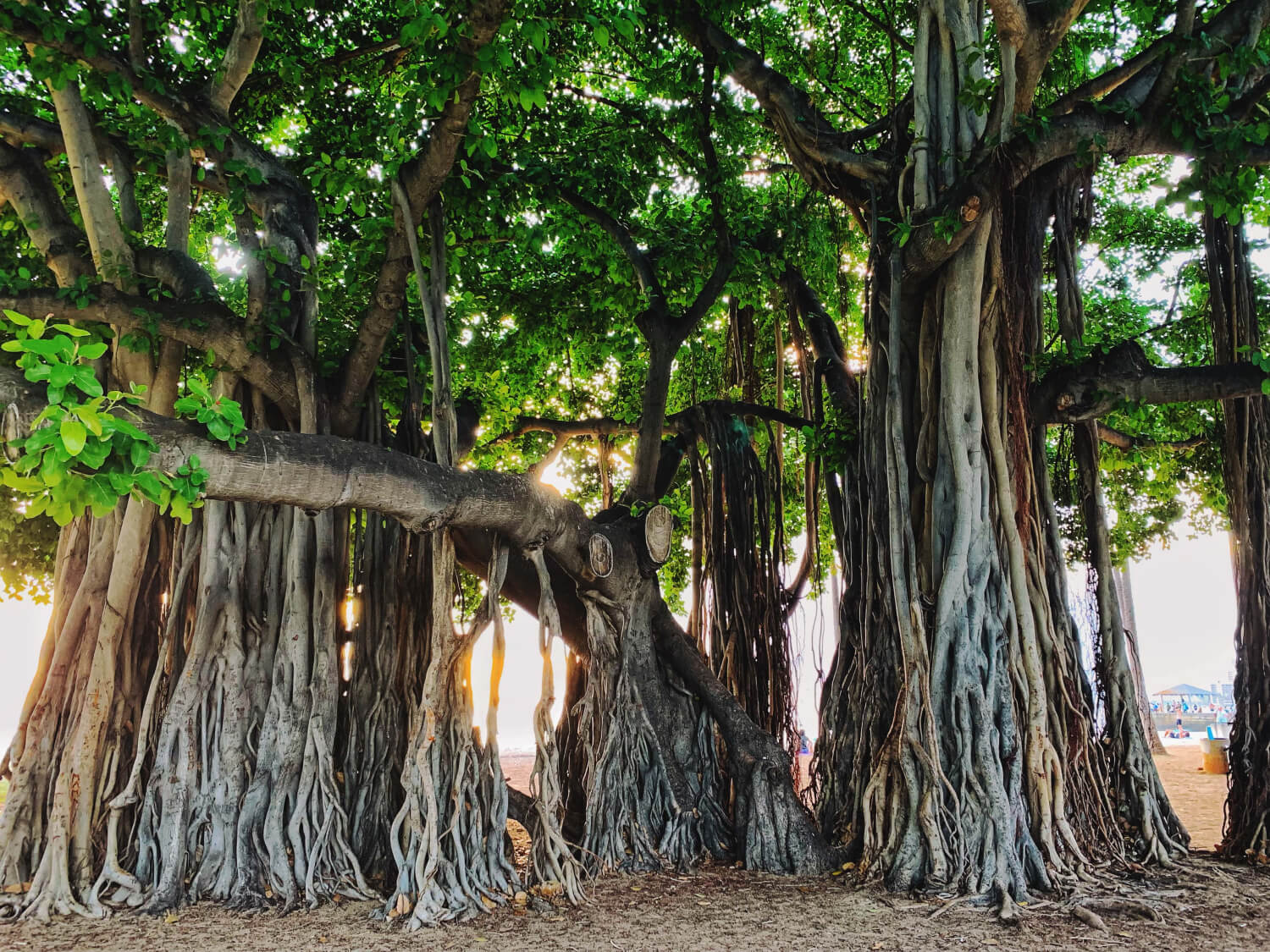 Careers | Banyan Infrastructure