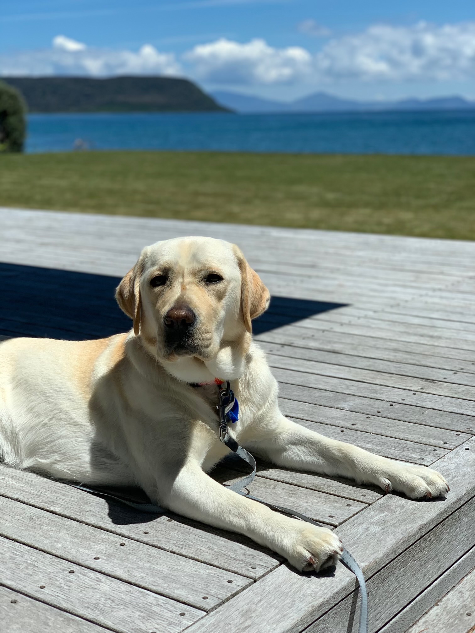 Mush Dog Training — Personalised dog training in Auckland
