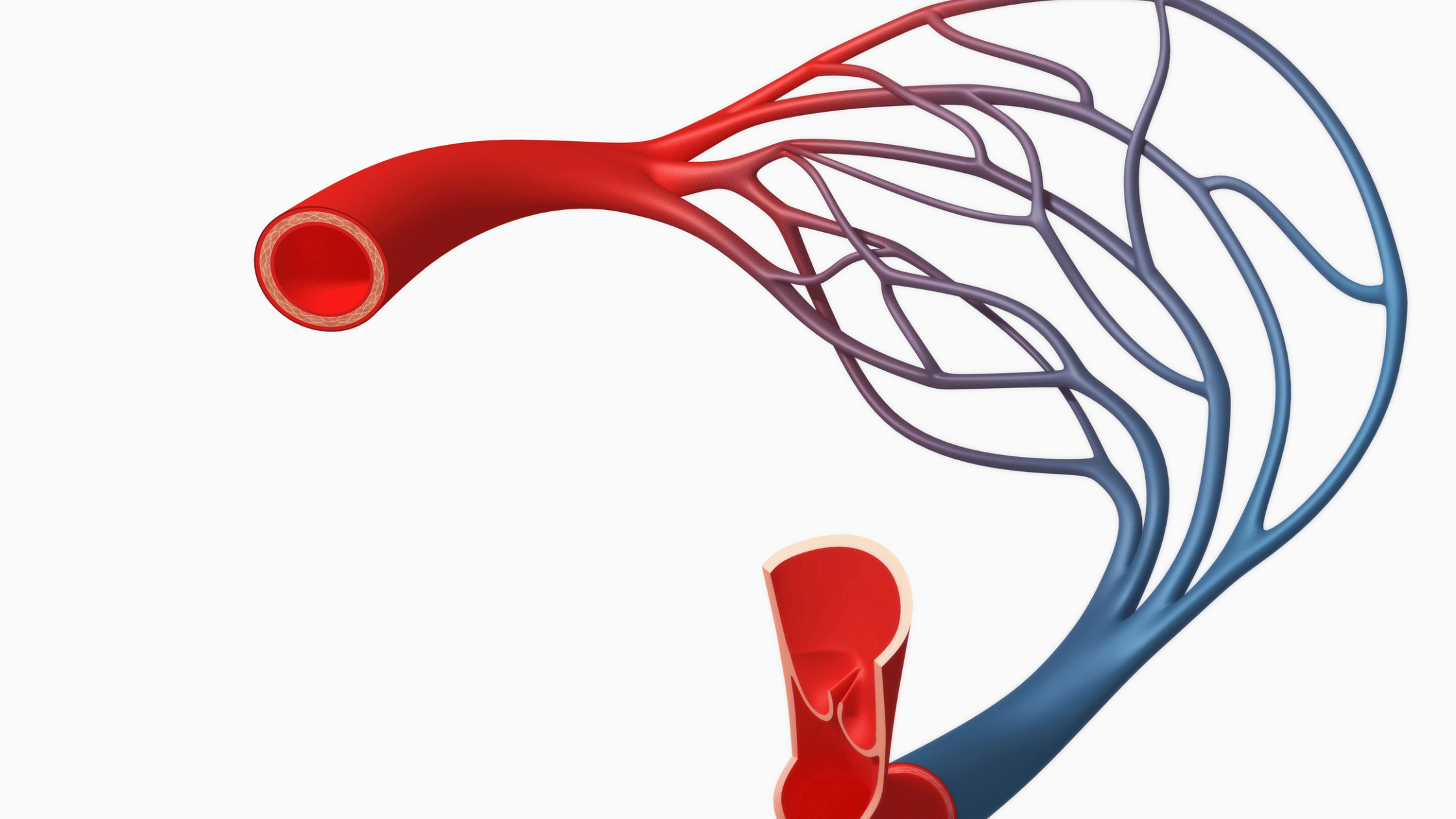 Fluid Movement in Capillaries: What You Need to Know