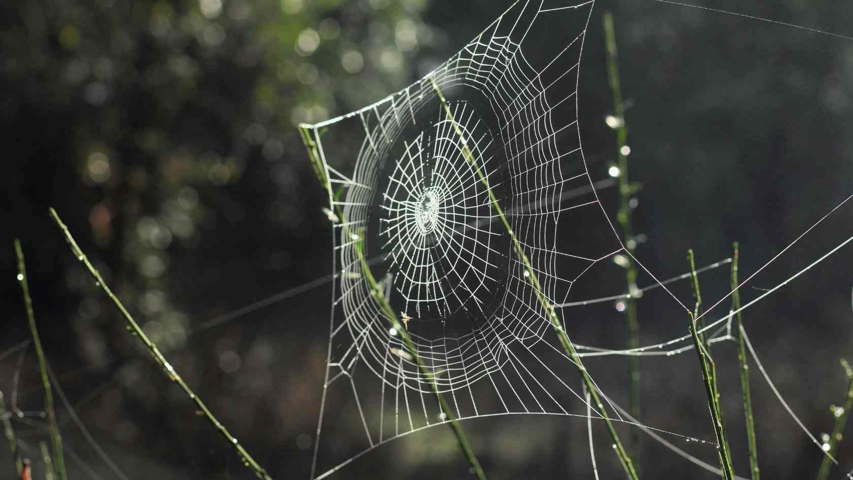 EMBRACING NATURE’S DESIGN: VORONOI PATTERNS IN ARCHITECTURE