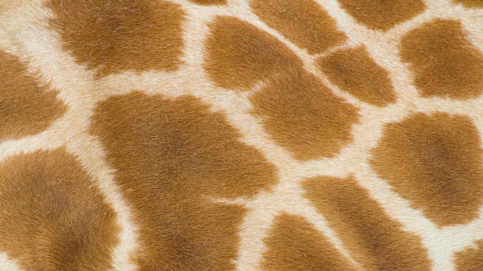 EMBRACING NATURE’S DESIGN: VORONOI PATTERNS IN ARCHITECTURE