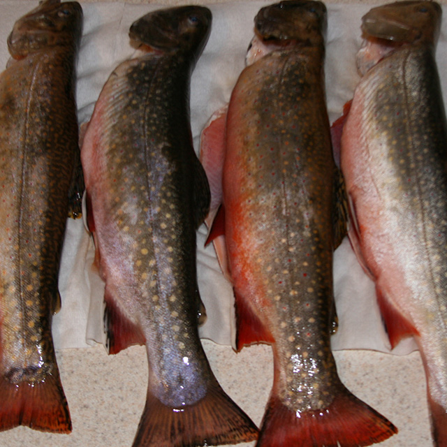 Moon Valley on Wolf Creek