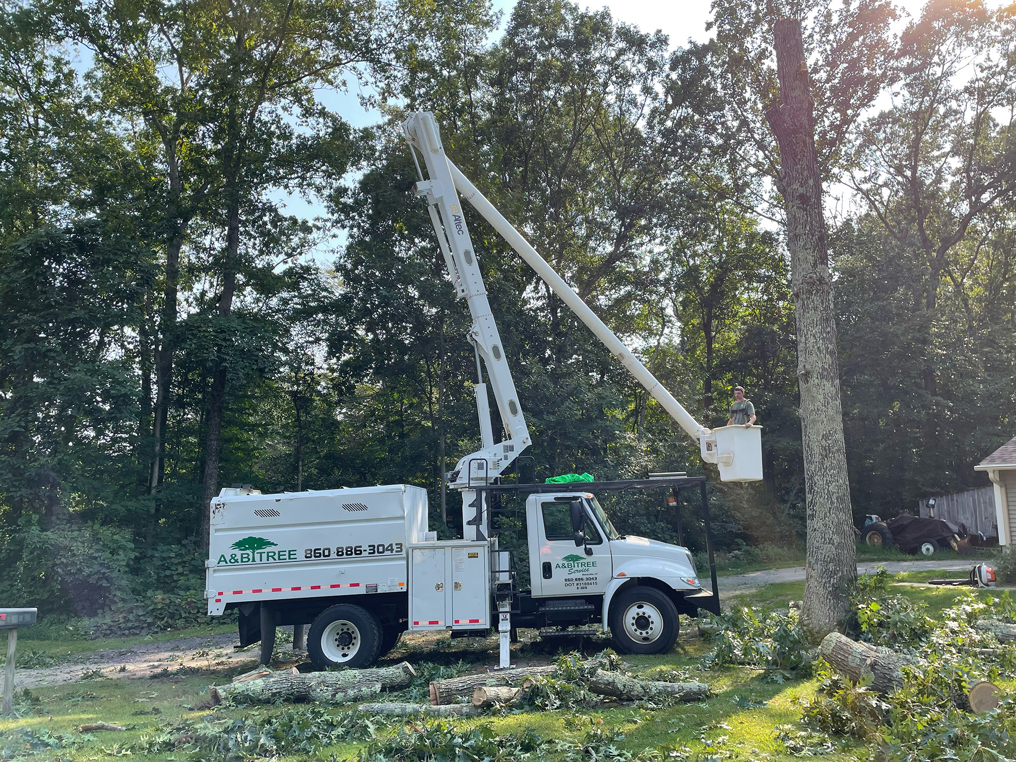 The Essential Guide to A&B Tree Service: Everything You Need to Know ...