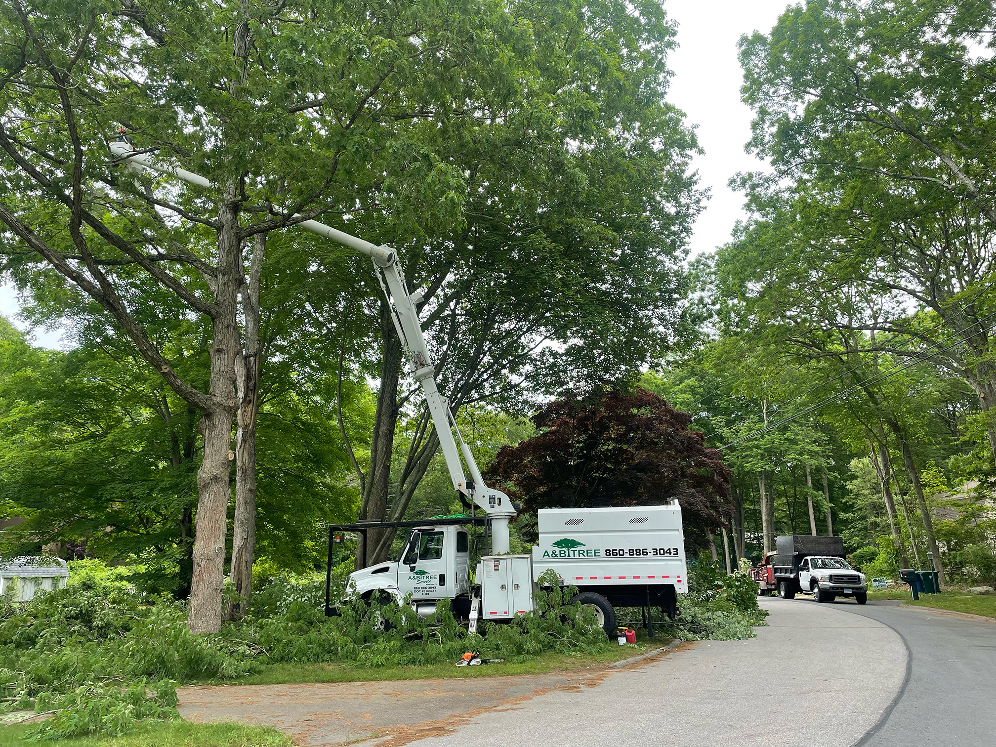 Tree Removal - A&B Tree Services