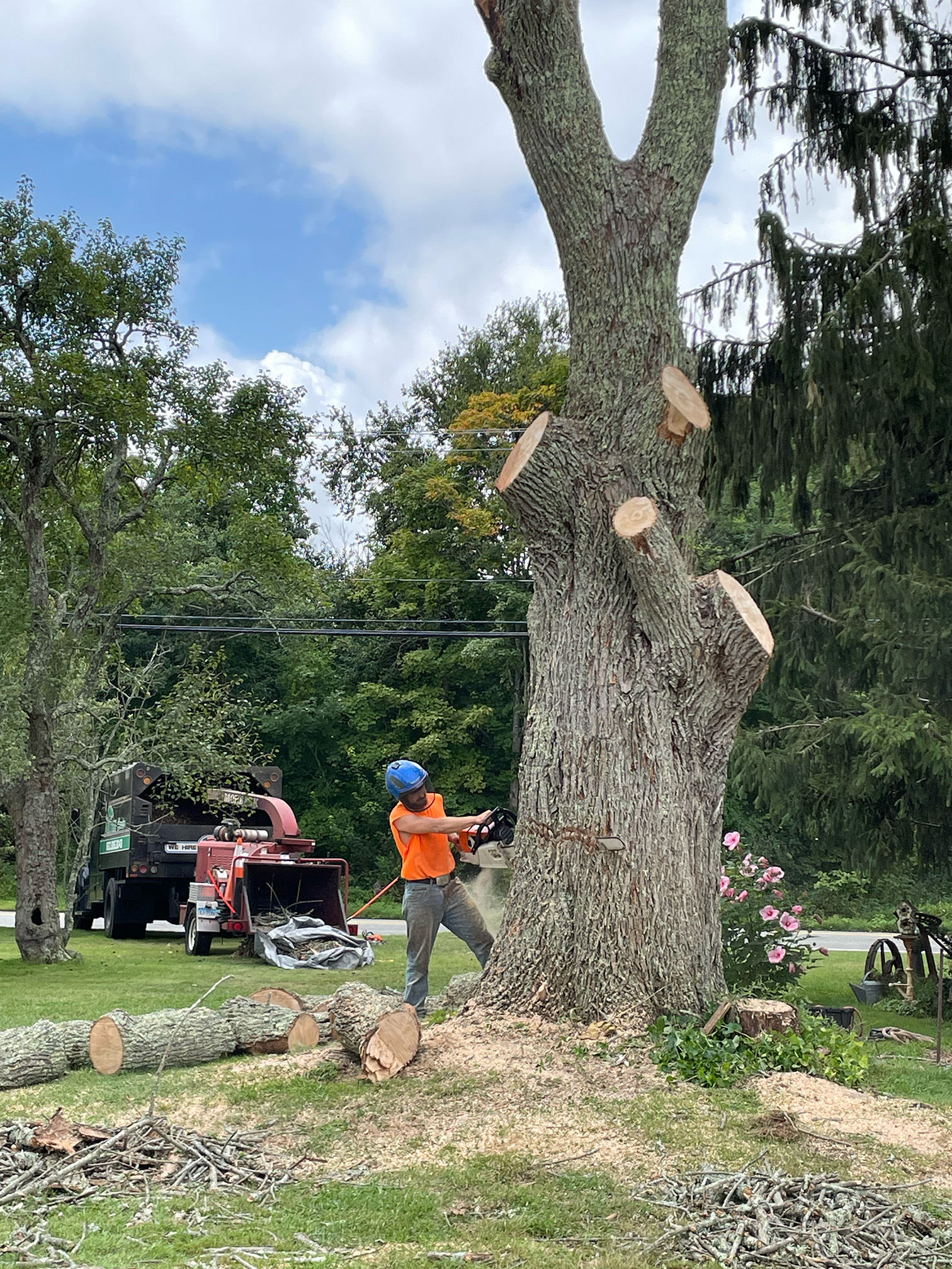 Land Clearing - A&B Tree Services