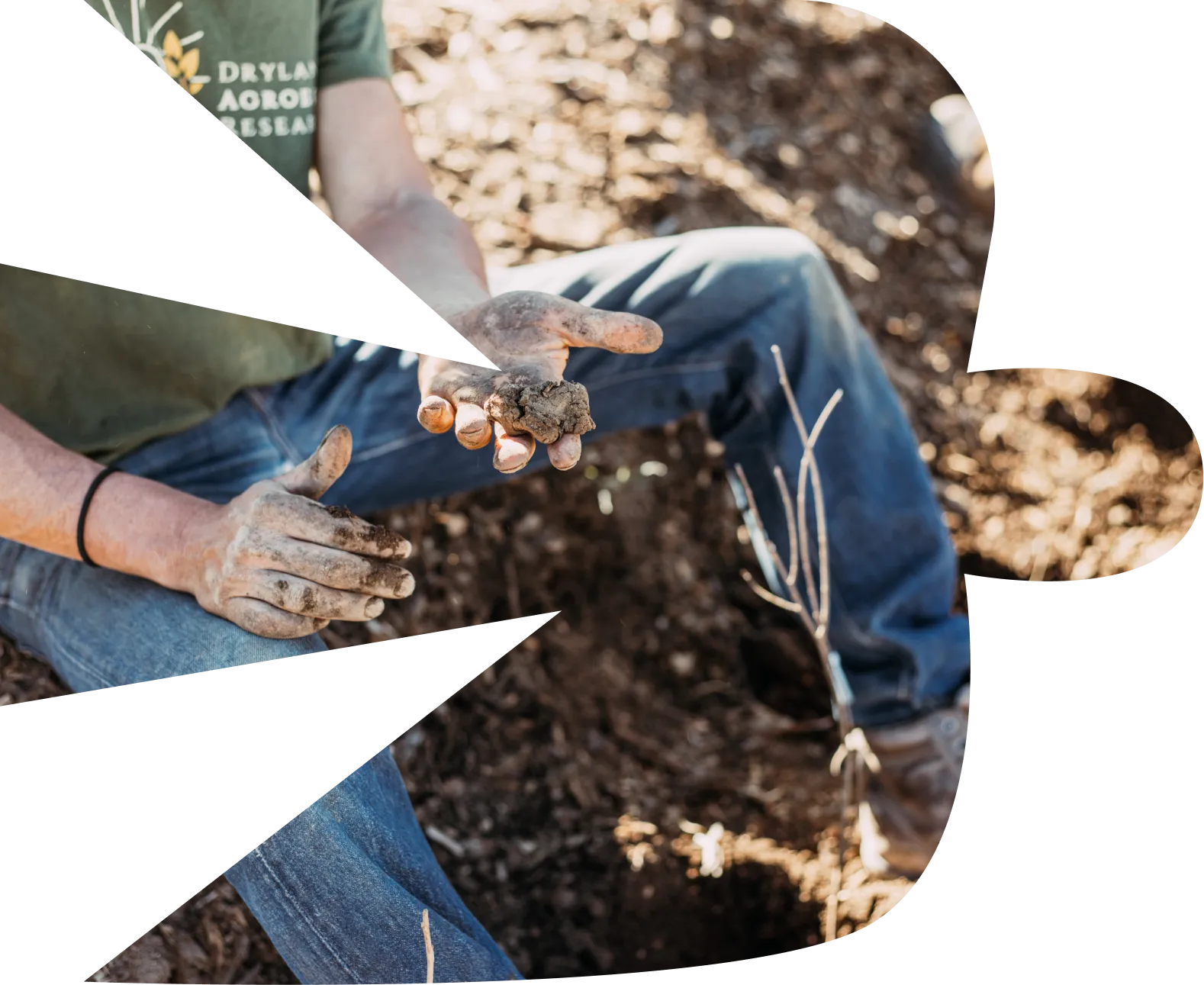 DAR | Drylands Agroecology Research