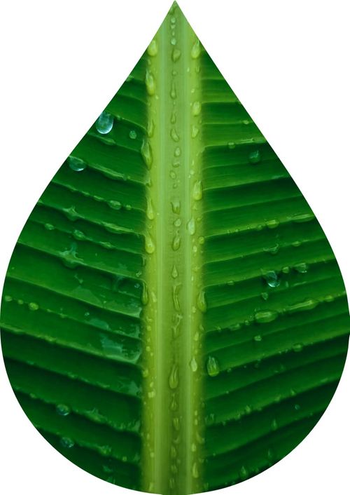 EUDR Compliance | C16 Biosciences