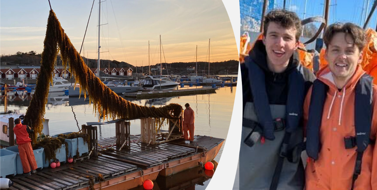 De fixar tång på tallriken med skalbar modell │ Impact Loop