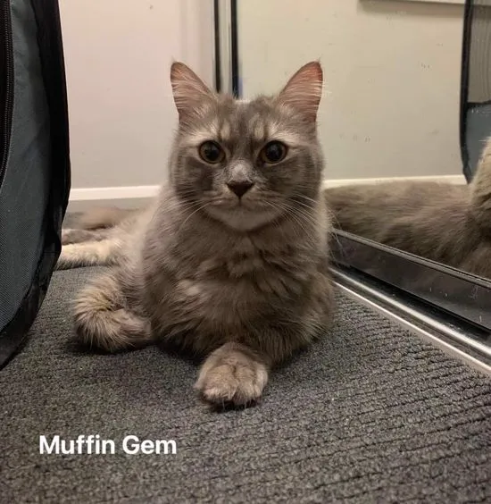 Rescue Pet of the Week Meet Muffin Gem - Mackay Whitsunday LIfe