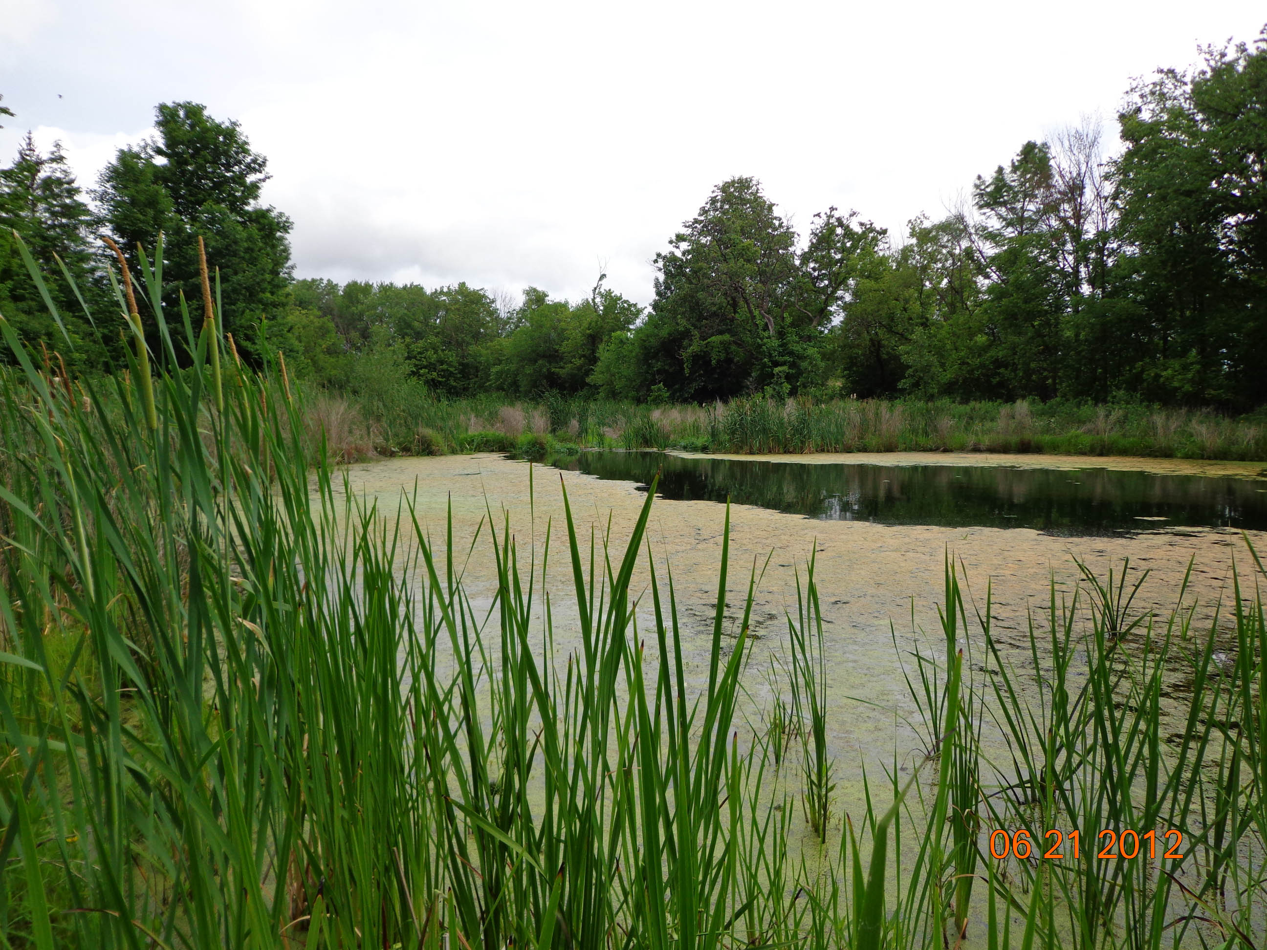 Stearns Road Corridor Adaptive Management Plan | Bodwé