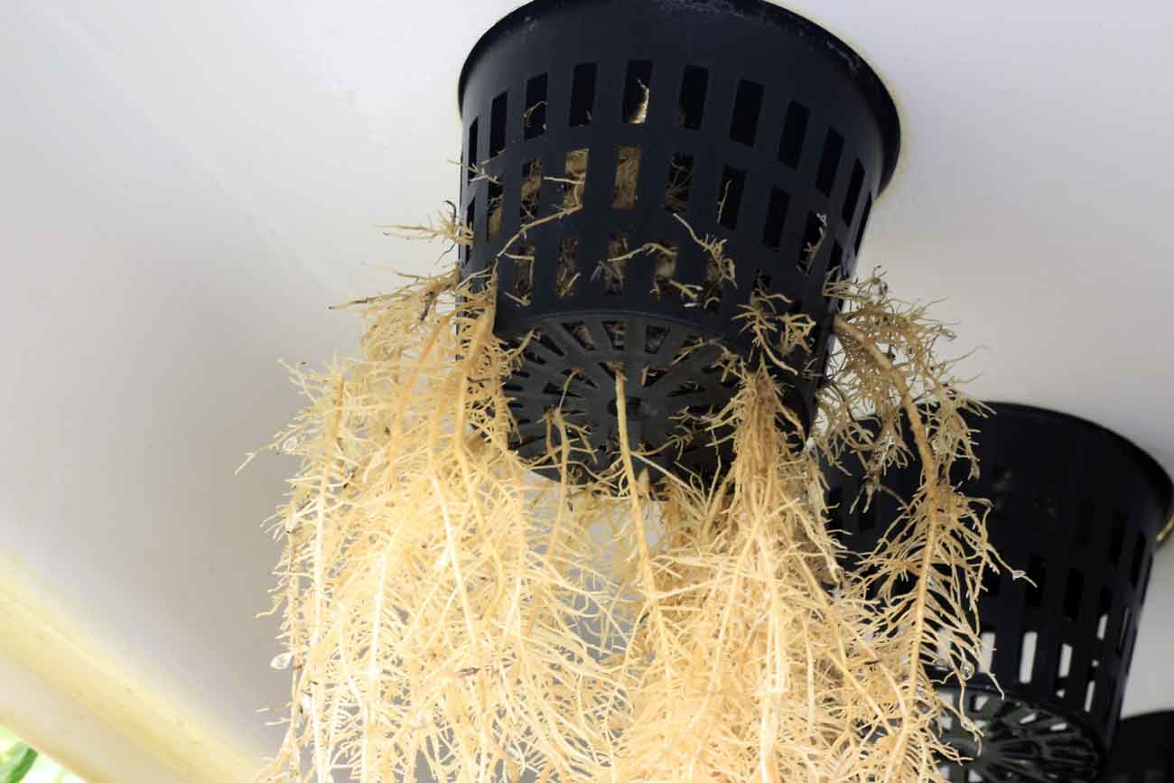 HB7 Systems - Premium Aeroponic Net Pots