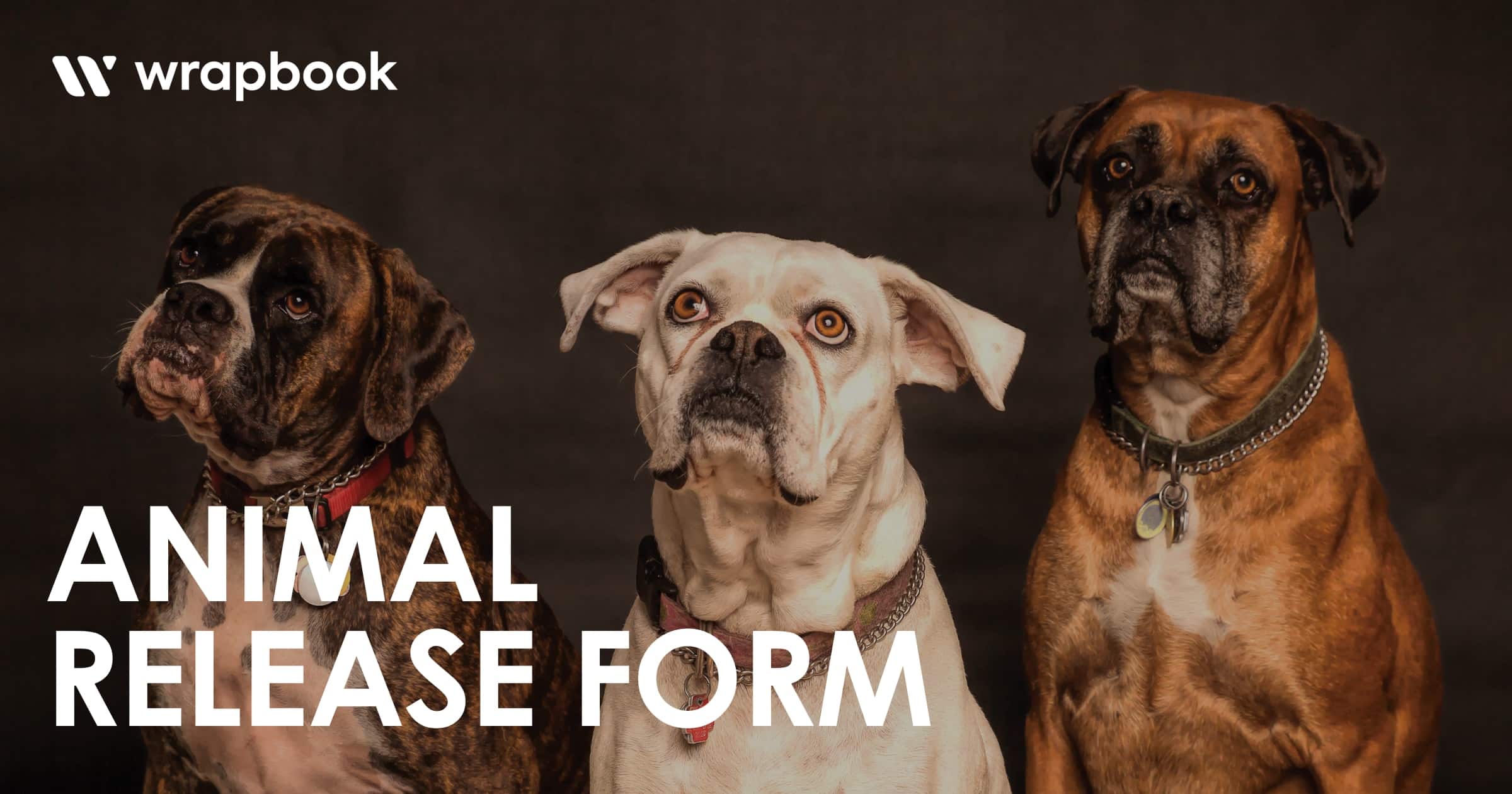 6 Model Release Forms to Have (Free Templates Included) | Wrapbook