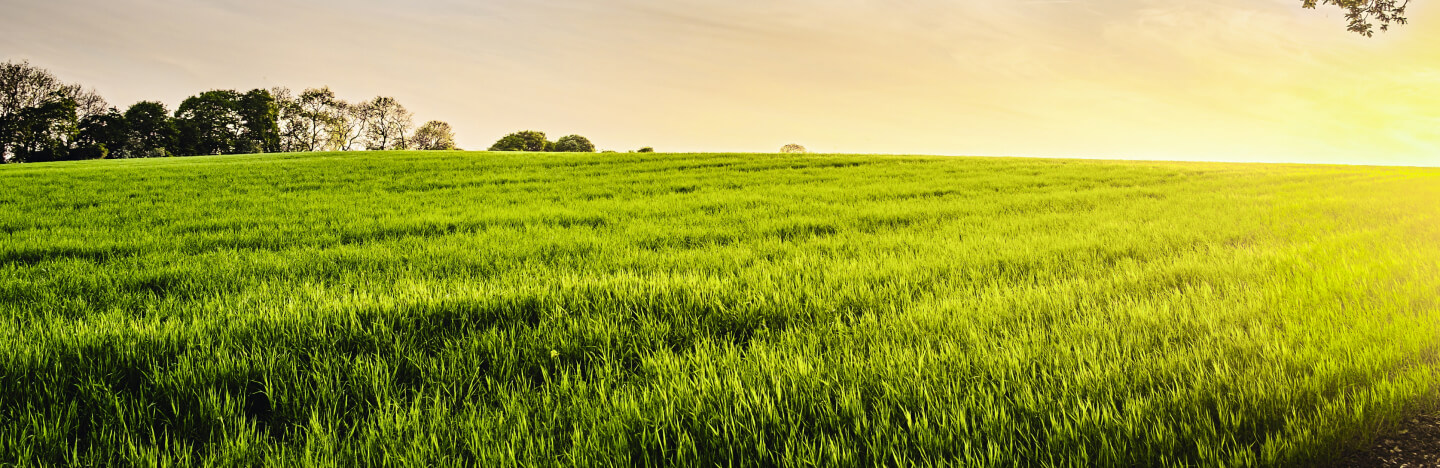 Angata Sugar Mills | Kenya's Premier Sugar Producer