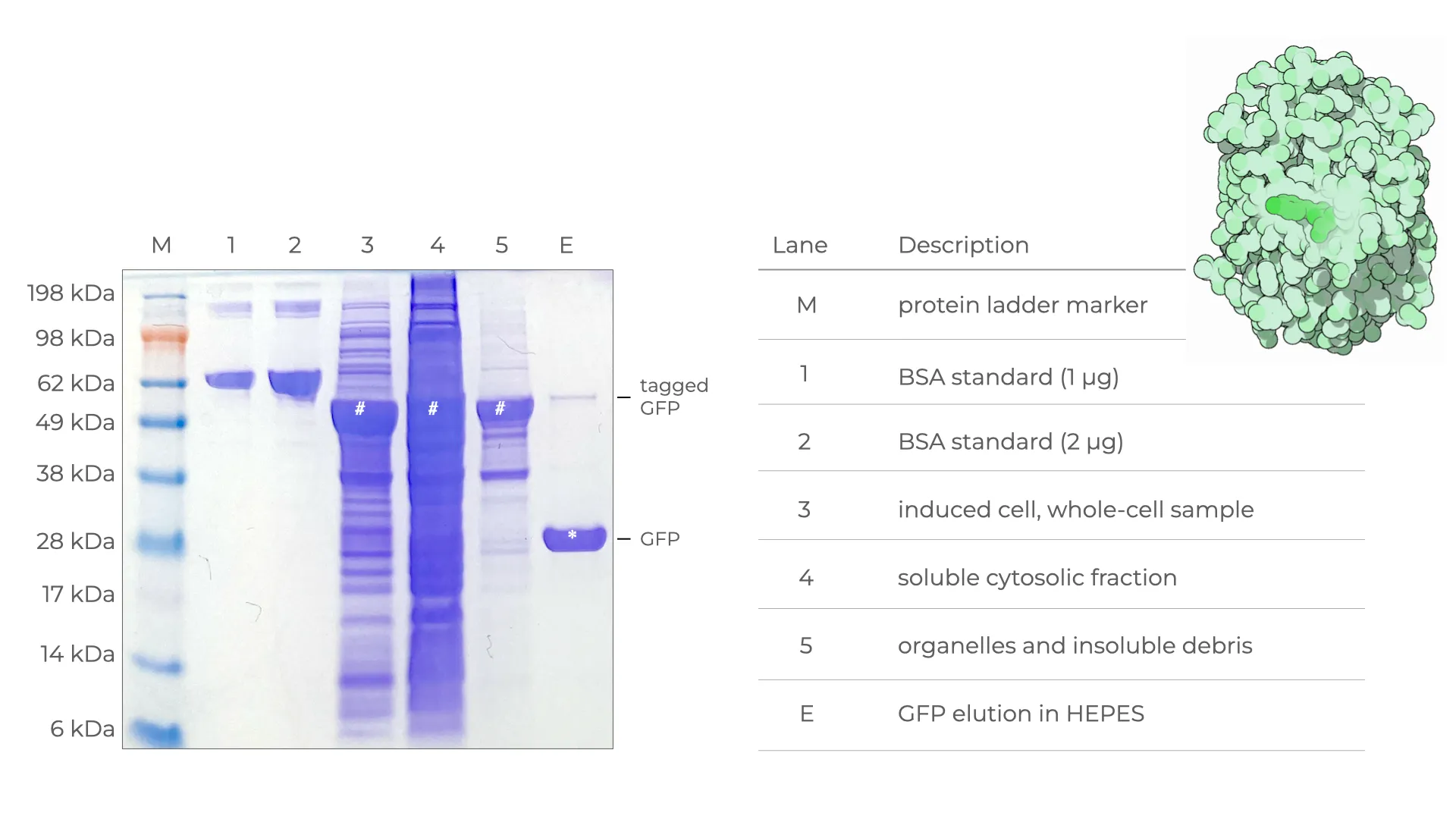 PandaPure - Effortless protein expression and purification