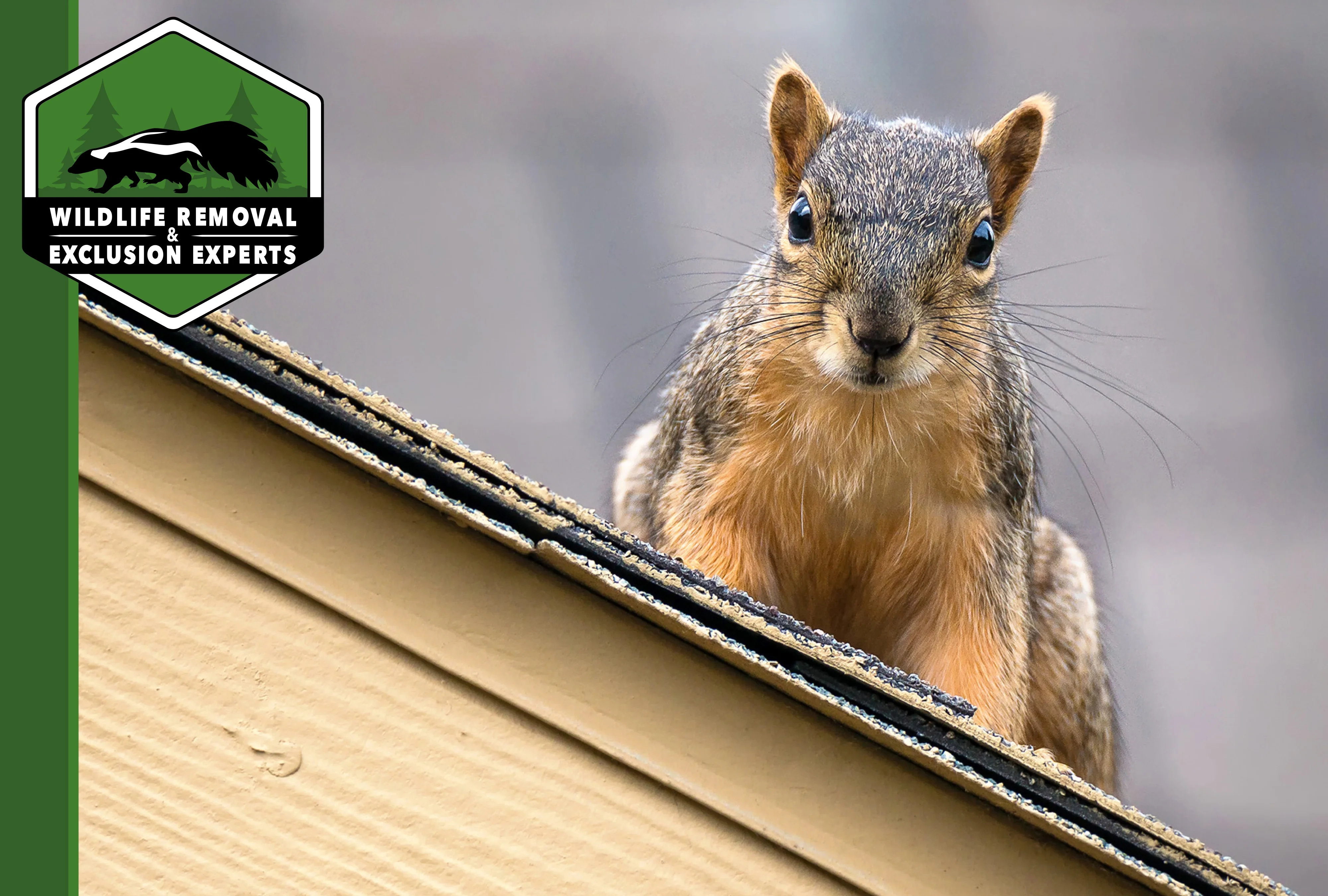 Expert Wildlife Removal In Naperville, IL