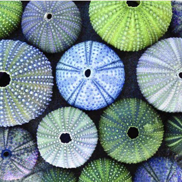 Embracing Natures Curve's~ Circular Shapes in Biophilic Design