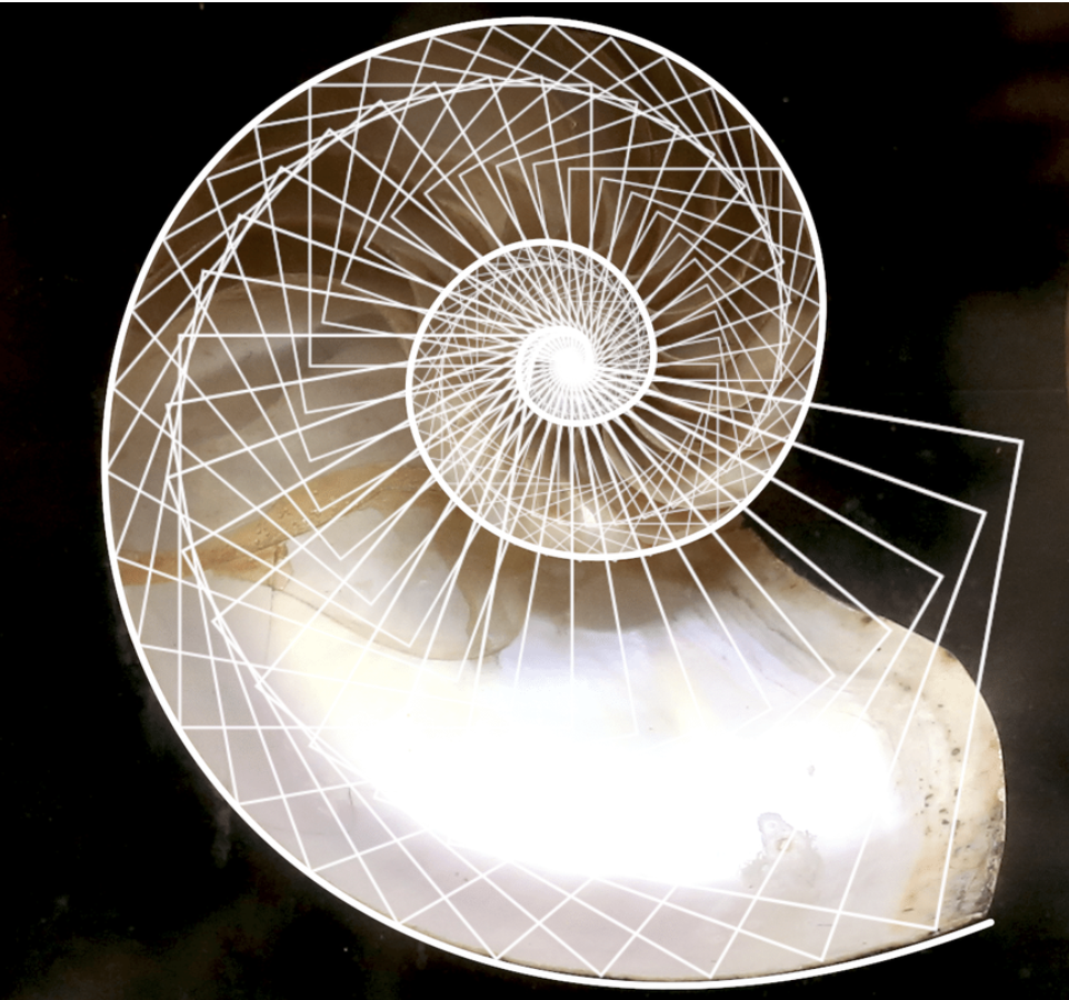 Embracing Natures Curve's~ Circular Shapes in Biophilic Design