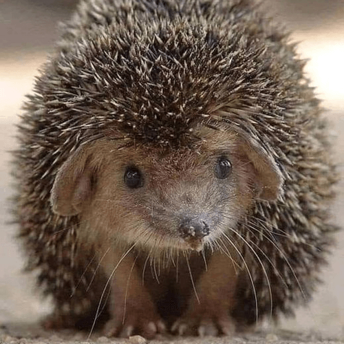 Testing Python Code 101 with PyTest and PyCharm | Hyperskill Blog