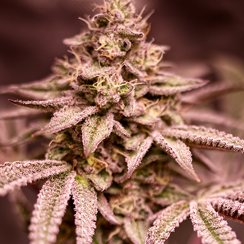 Troplato - Lemon Cherry Gelato x Tropicana Cherry