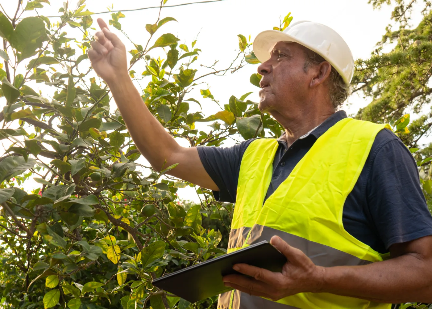 The Importance of Tree Risk Assessments | Rapid Tree Solutions