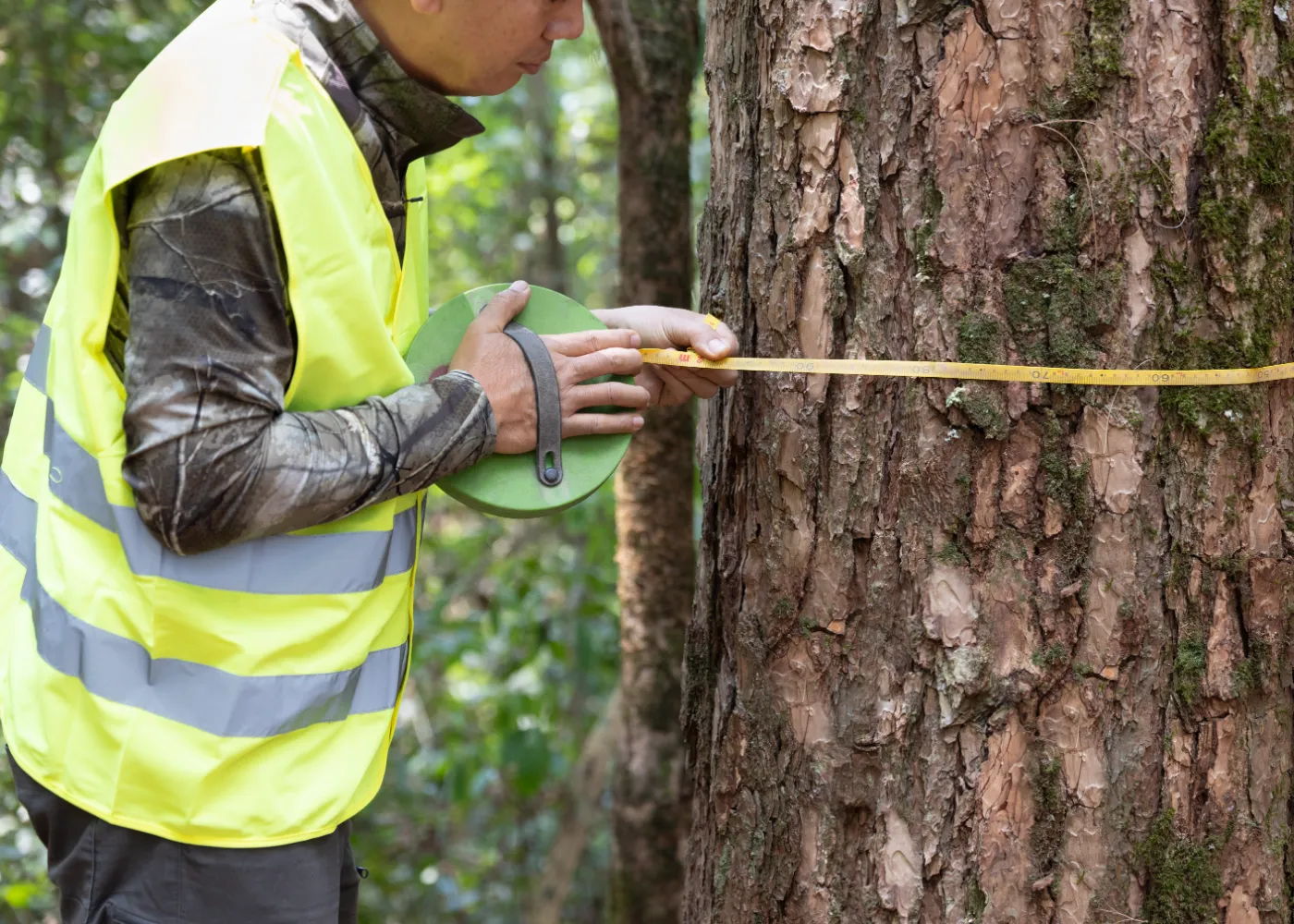 The Importance of Tree Risk Assessments | Rapid Tree Solutions