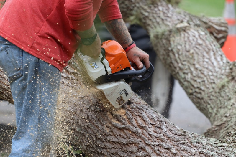 What Trees Can Be Cut Down Without Permission? | Rapid Tree Solutions
