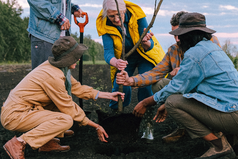 How Do You Keep A Gum Tree From Growing Too Tall? | Rapid Tree Solutions