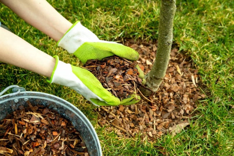 How Do You Keep A Gum Tree From Growing Too Tall? | Rapid Tree Solutions