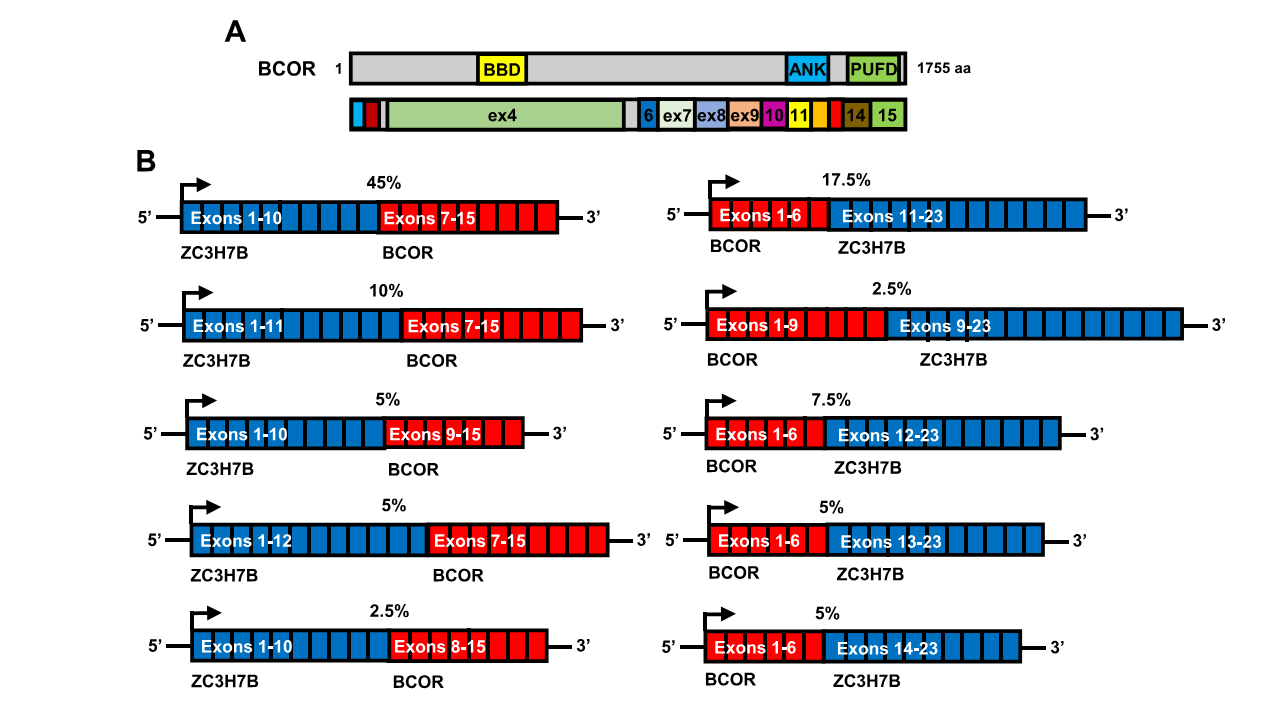 Genomic profiling of BCOR-rearranged uterine sarcomas reveals novel ...