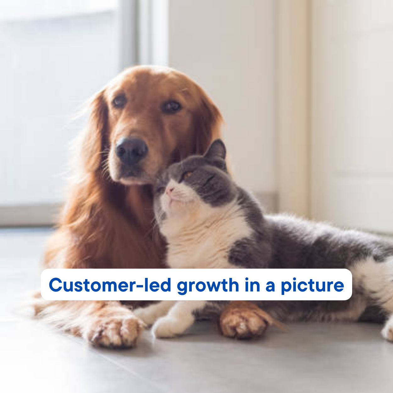 Drive Success: Unveiling the Power of Customer-Led Growth