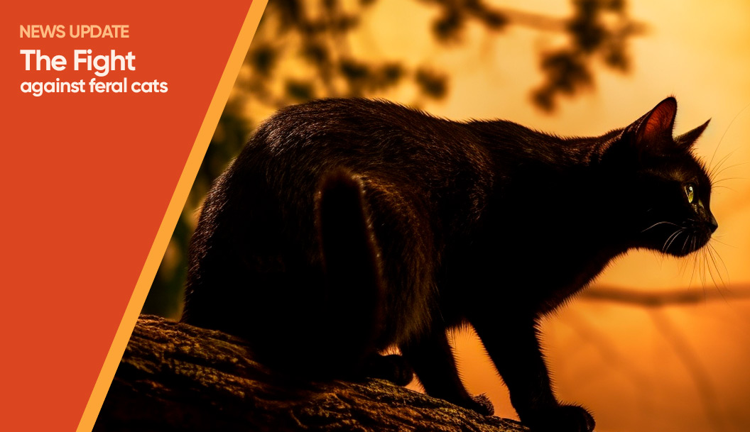 The Fight against Feral Cats | Pest Control News - Pest Management App