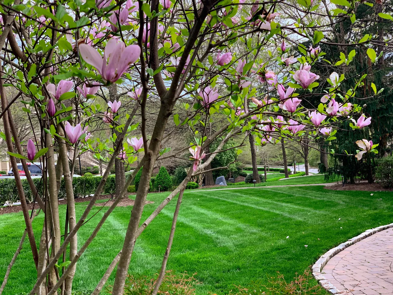 7 Top Tennessee Native Plants That Create a Perfect View | Annabelle ...