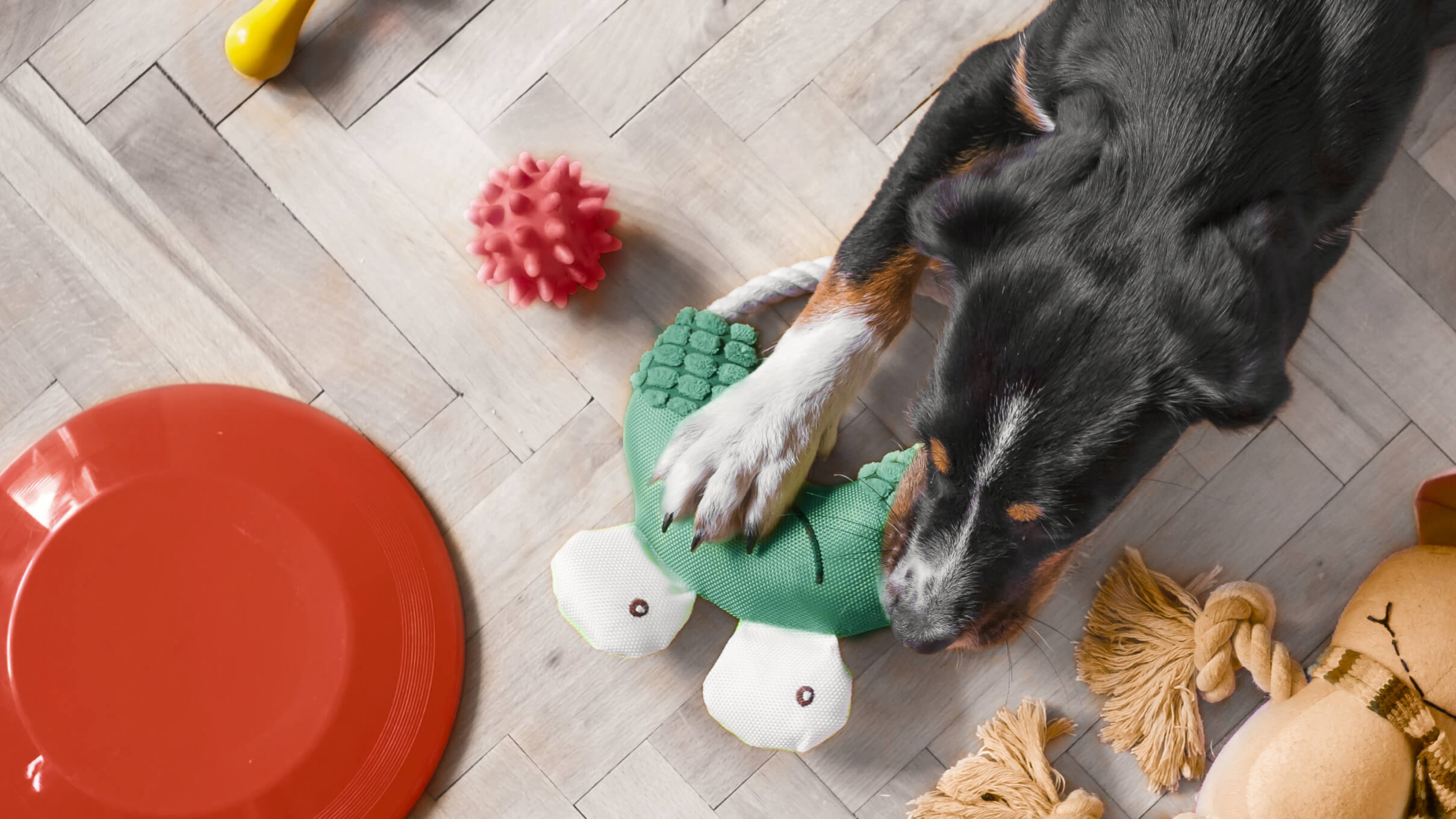 Dog toys: How to pick the best and the safest - Vet X - Webflow ...