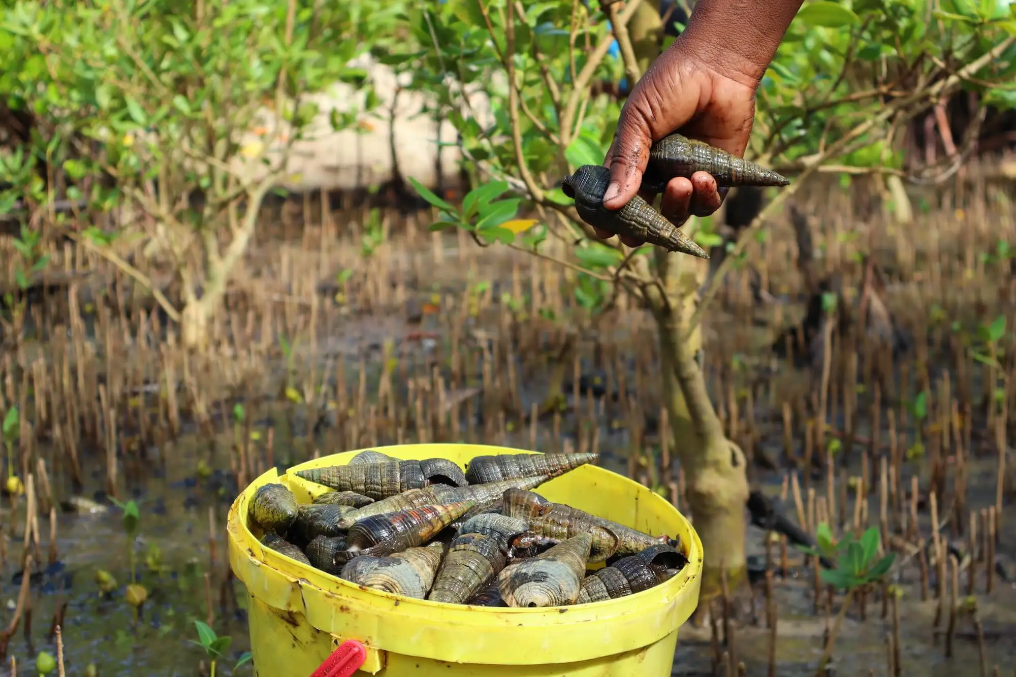 COMRED | Mangrove Restoration
