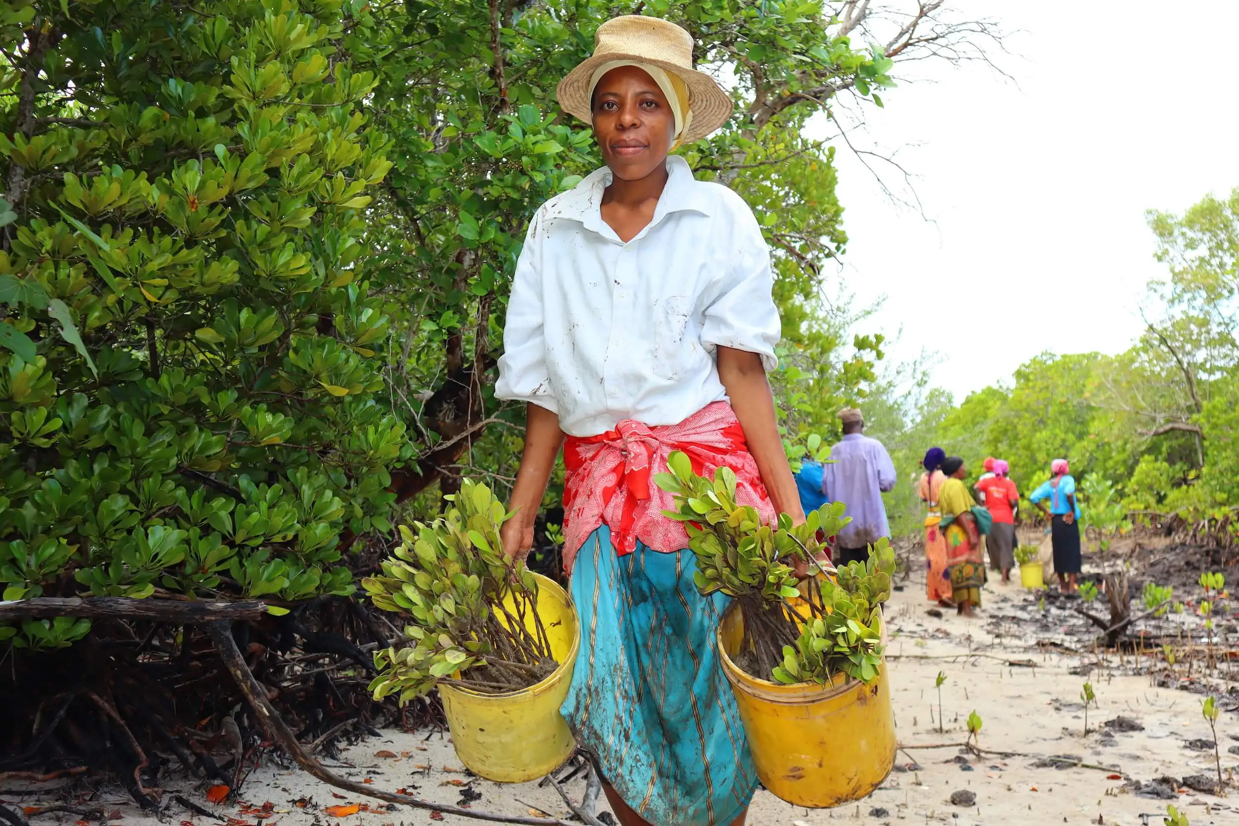 COMRED | Mangrove Restoration